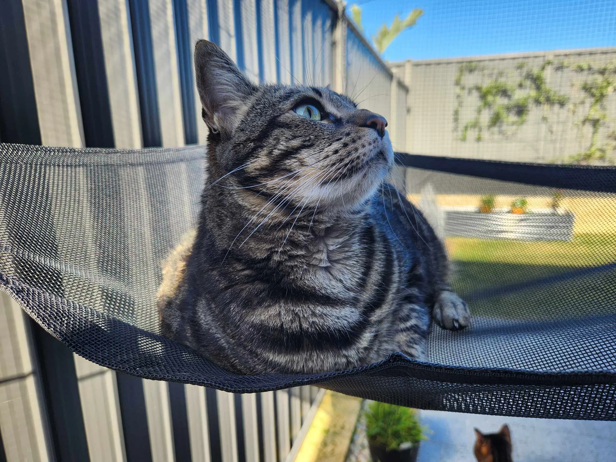 Cat Enclosures — Pet Nets WA Cat Enclosures