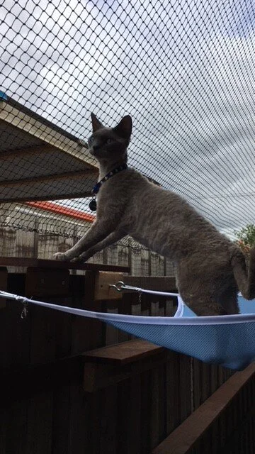 Pet Nets WA Cat Enclosures