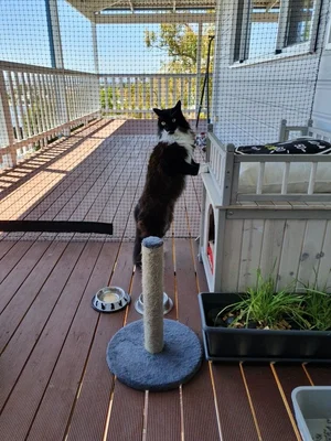 Pet Nets WA Cat Enclosures