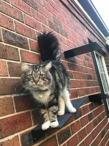 Pet Nets WA Cat Enclosures