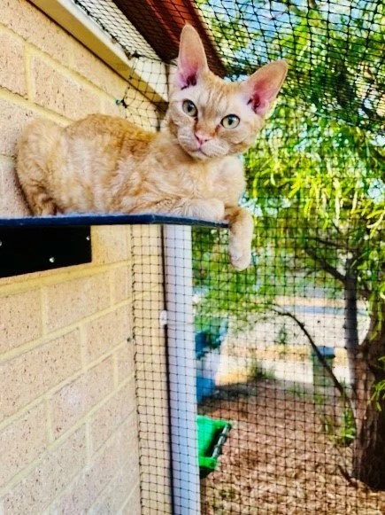 Pet Nets WA Cat Enclosures