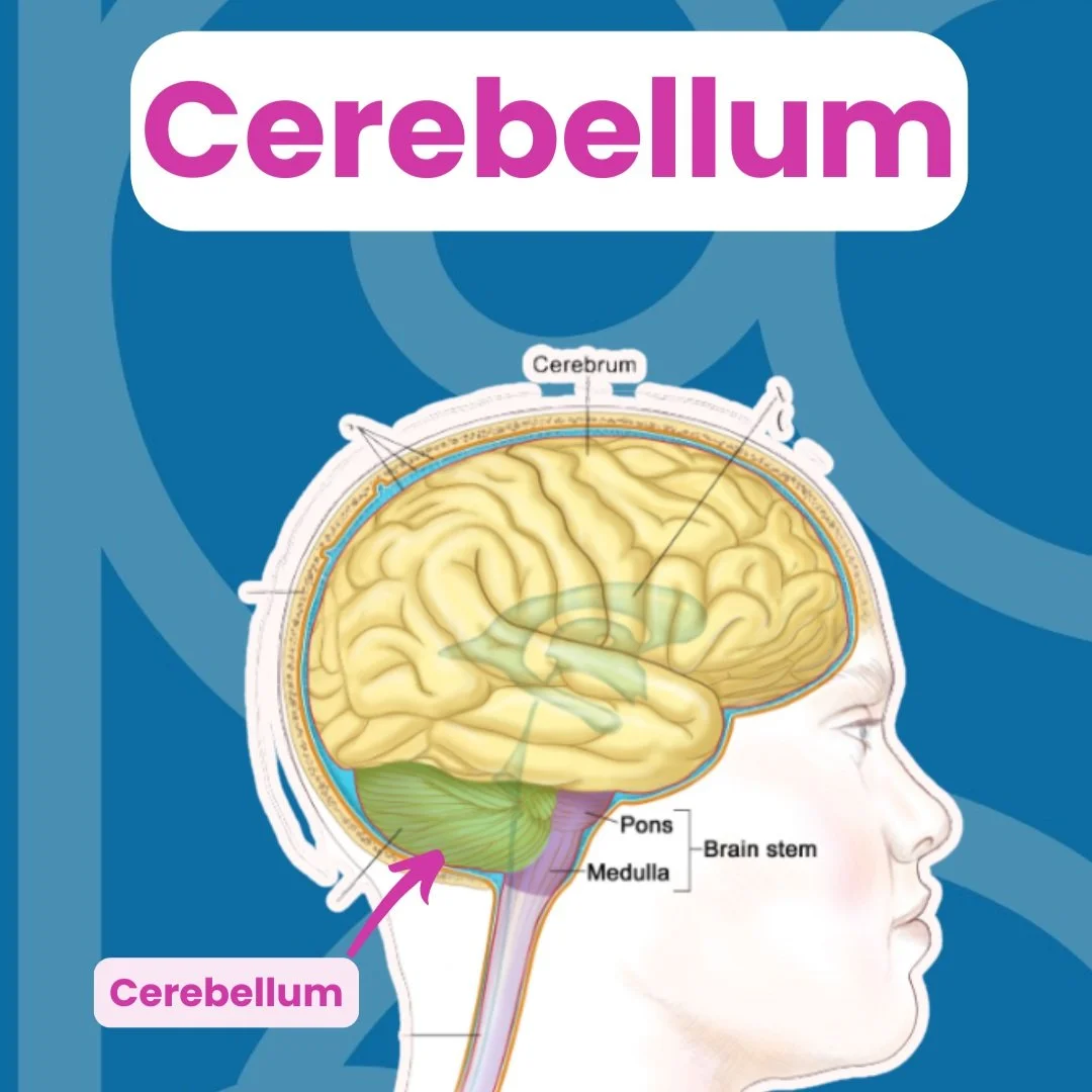 HOW DOES YOUR BRAIN WORK? — NeuroCurious.com