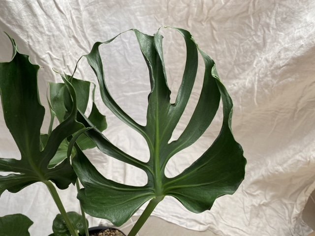 Morphologic — The Monstera Sport Database