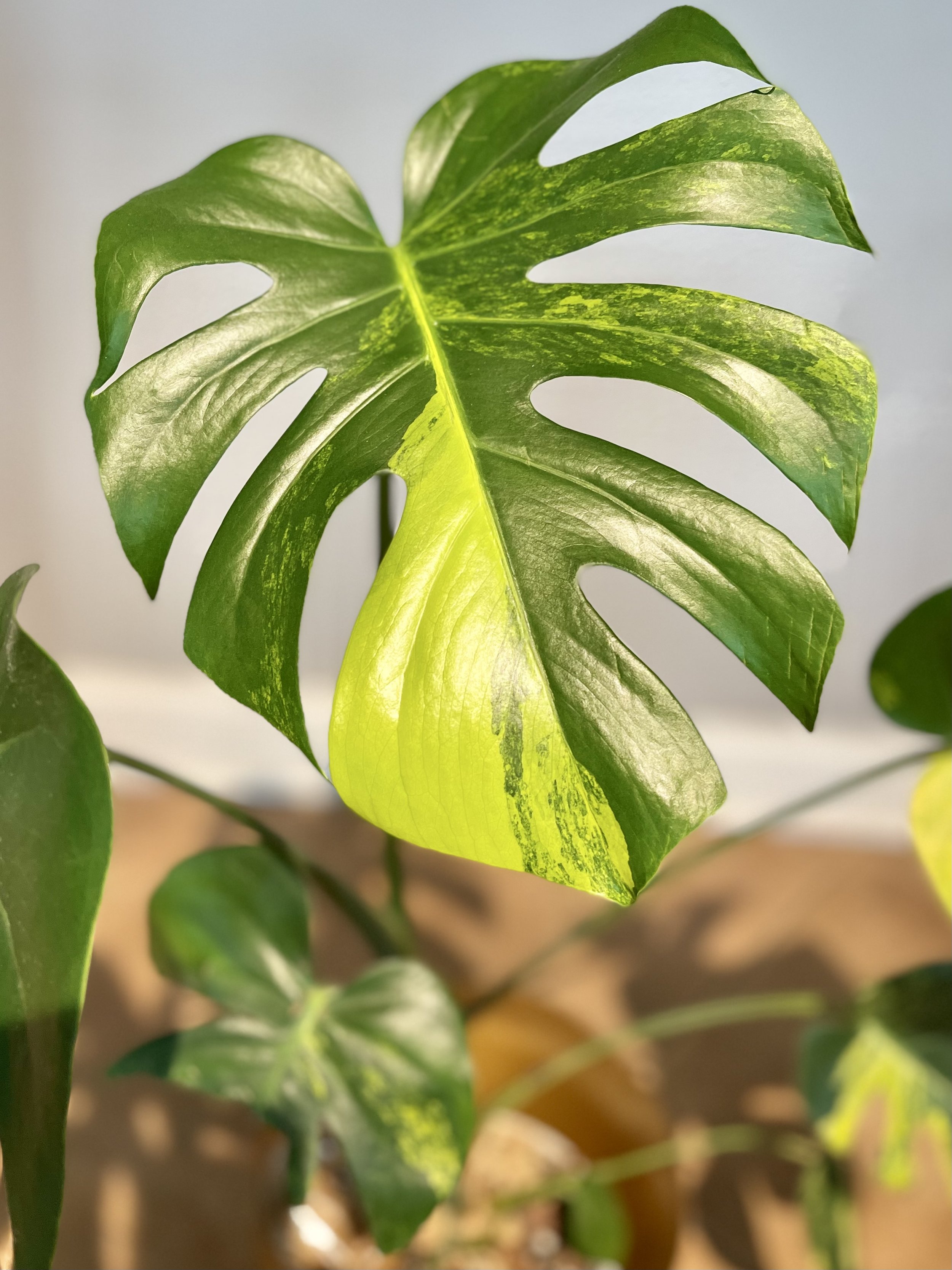 Yellow Expressing — The Monstera Sport Database