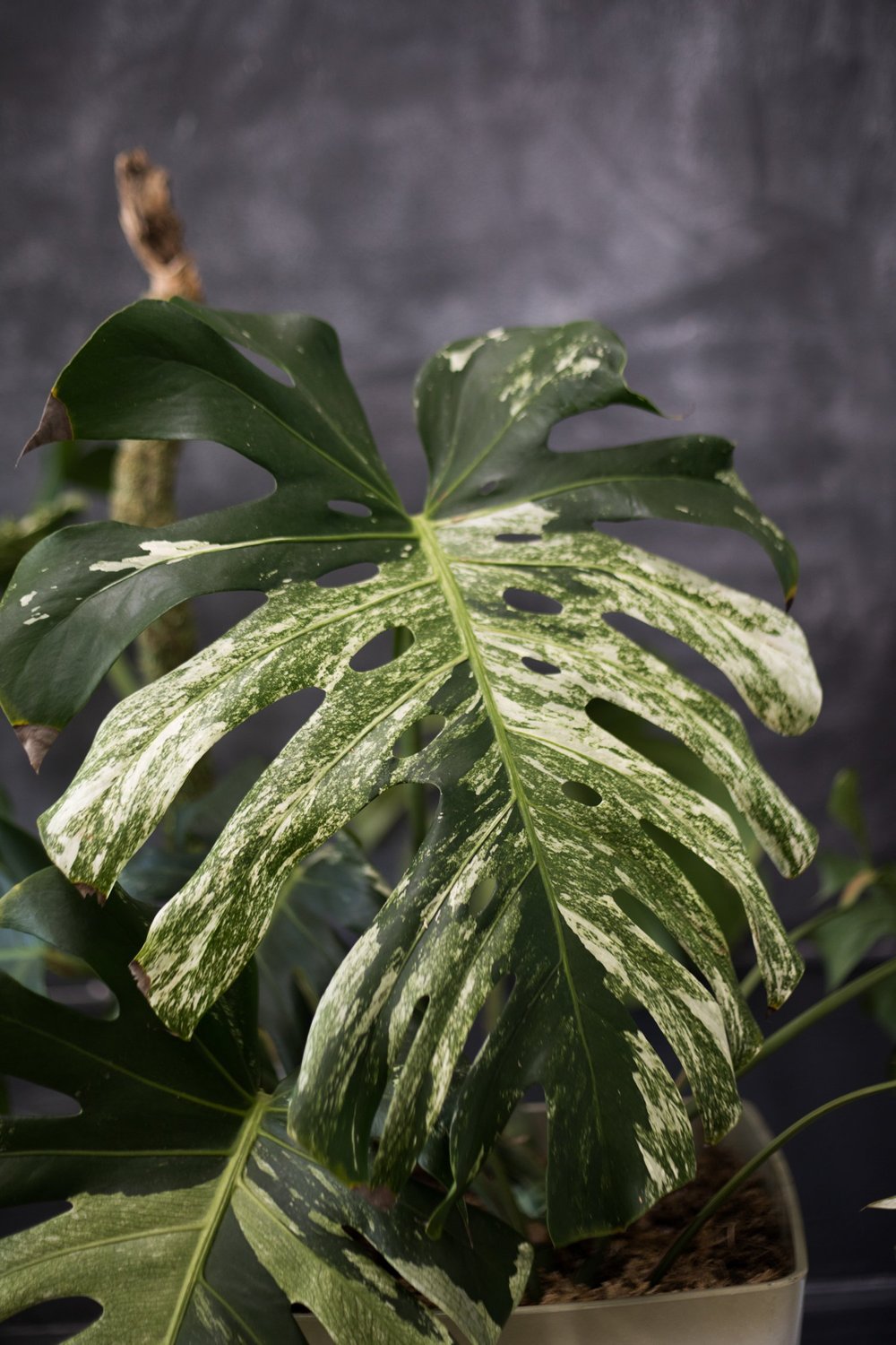 The Monstera Sport Database