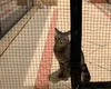Pet Nets Victoria Cat Enclosures