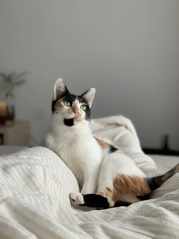 Safe Harbor Veterinary Services