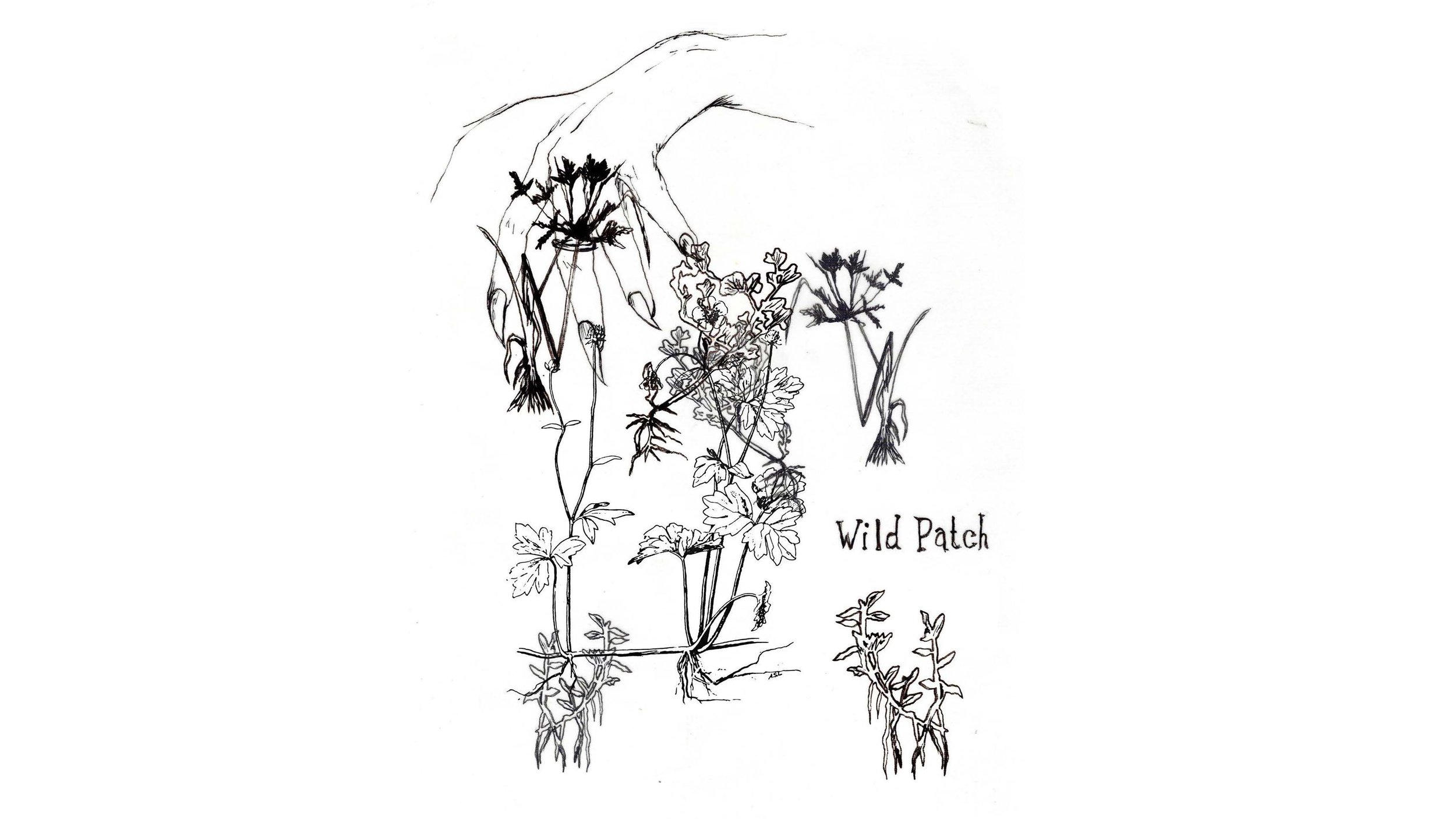 Wild Patch | 2024 — Ligaya Salazar
