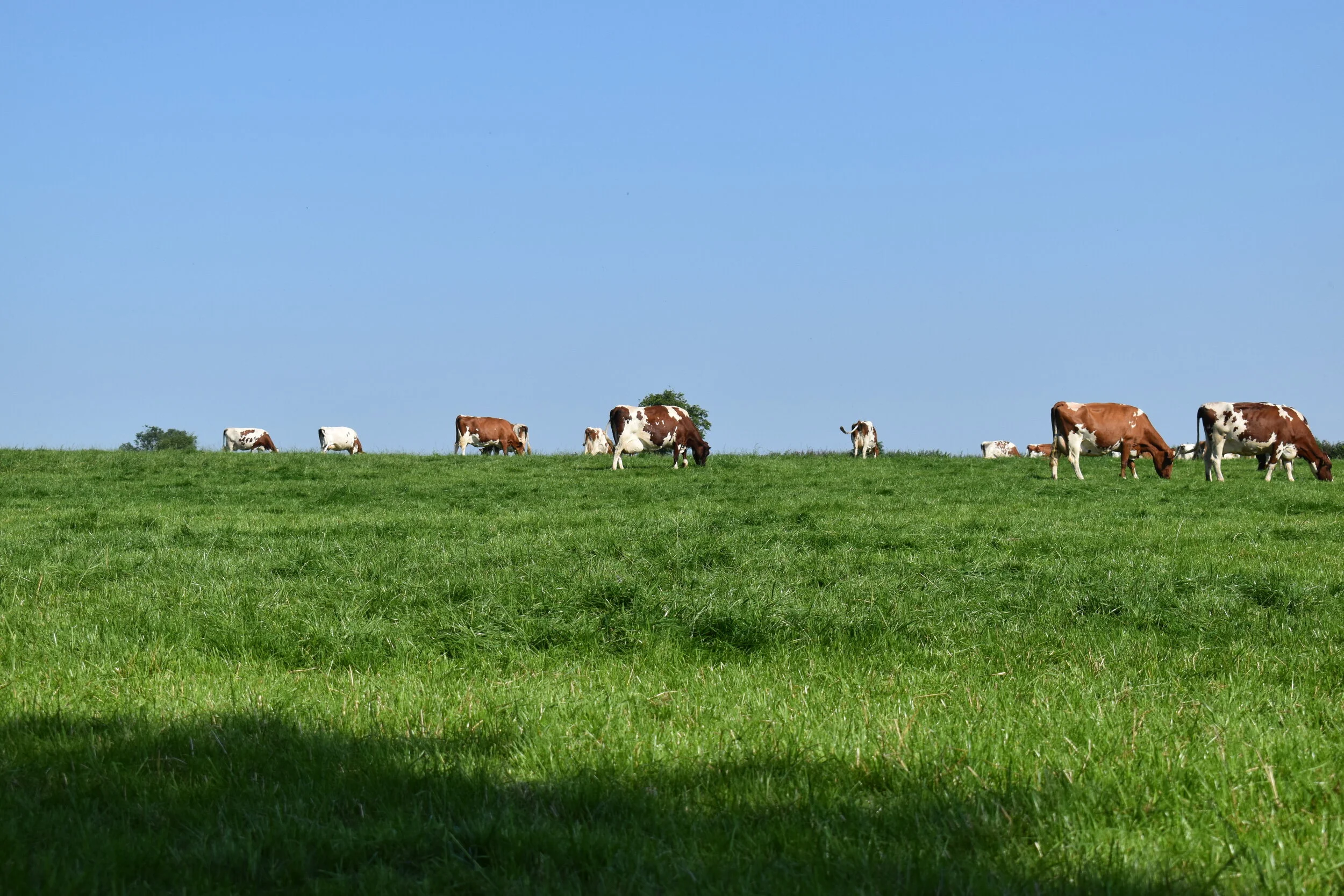 Our Cows — horsepool farm shop
