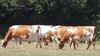 horsepool farm shop