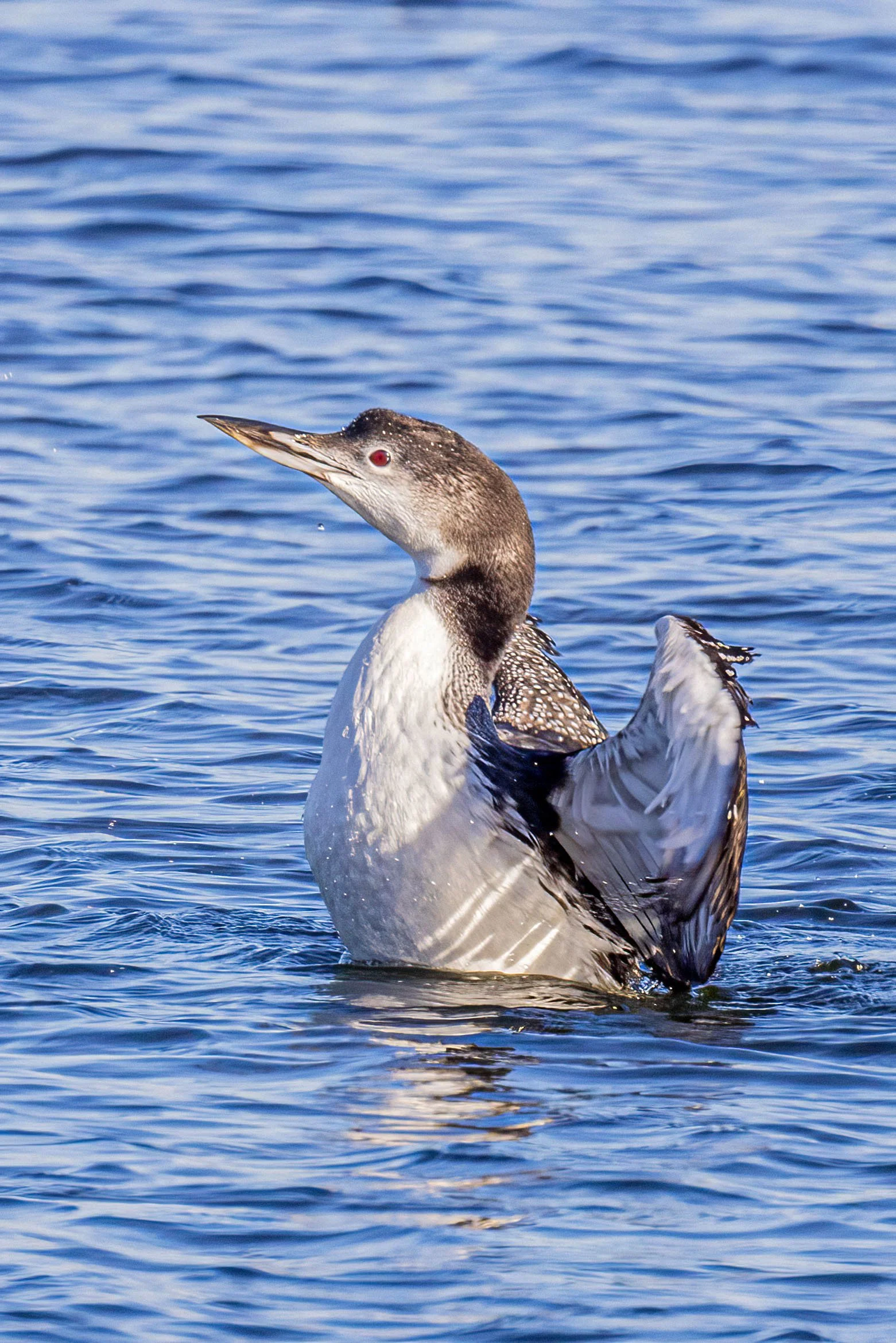 Common loon — Steven Brooks Wildlife