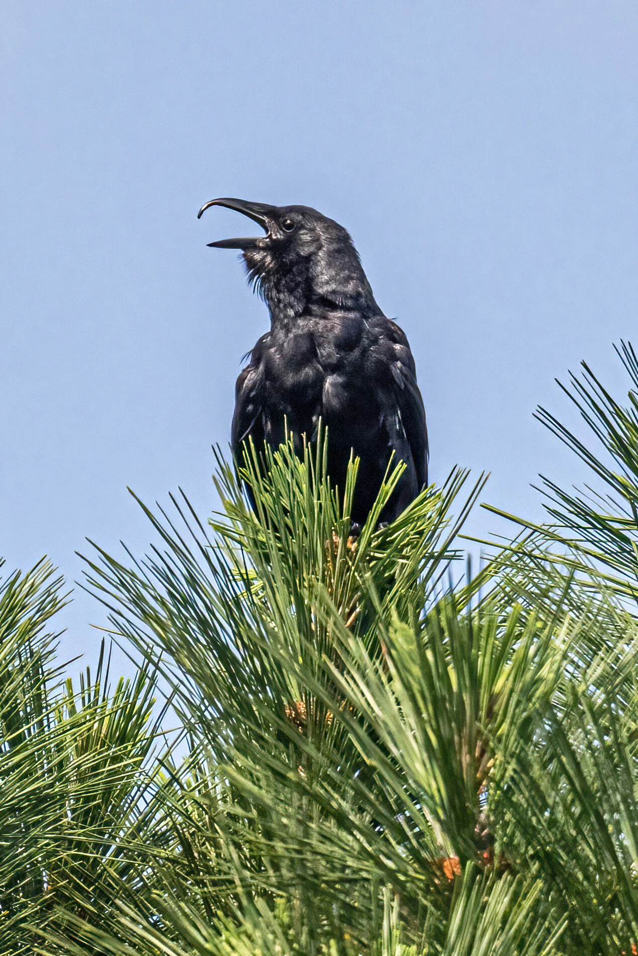 Fish crow — Steven Brooks Wildlife