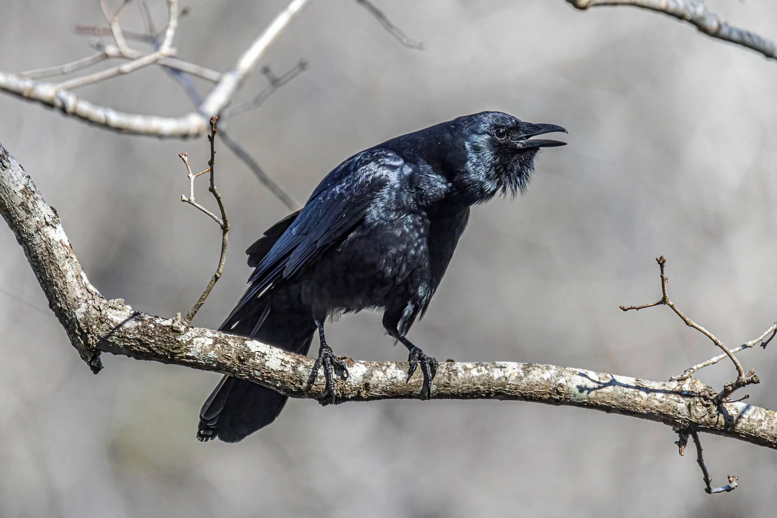 Fish crow — Steven Brooks Wildlife