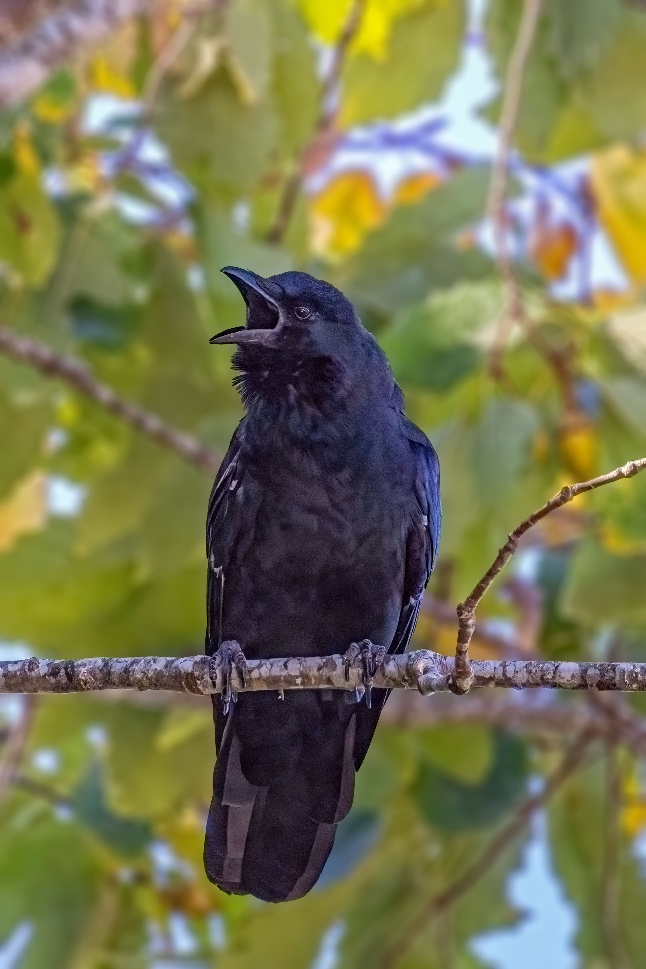 Fish crow — Steven Brooks Wildlife