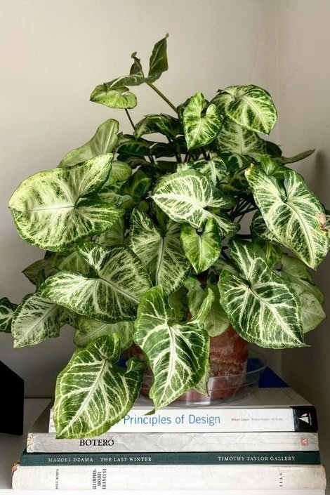 16 House Plants That Crave Dark Corners Indoor Plants That Dont Need