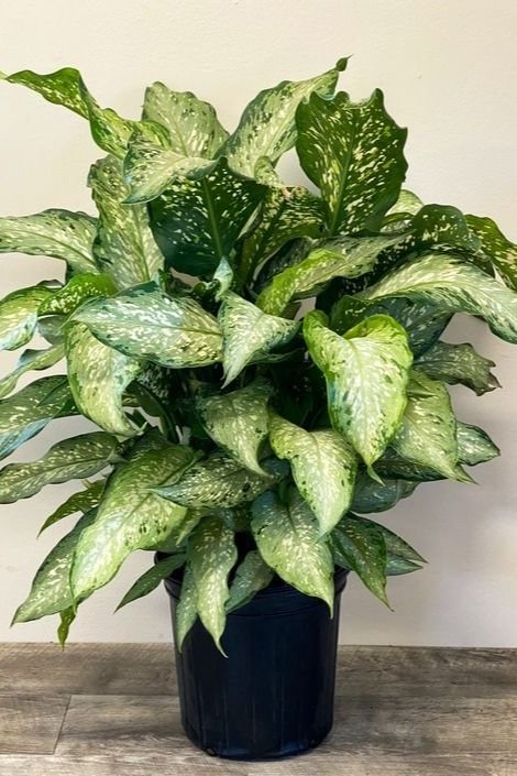 16 House Plants That Crave Dark Corners Indoor Plants That Dont Need