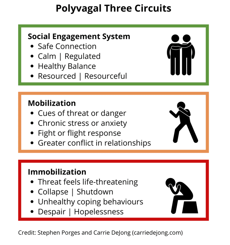 What Is the Polyvagal Theory? What It Explains and What Science Is Refining