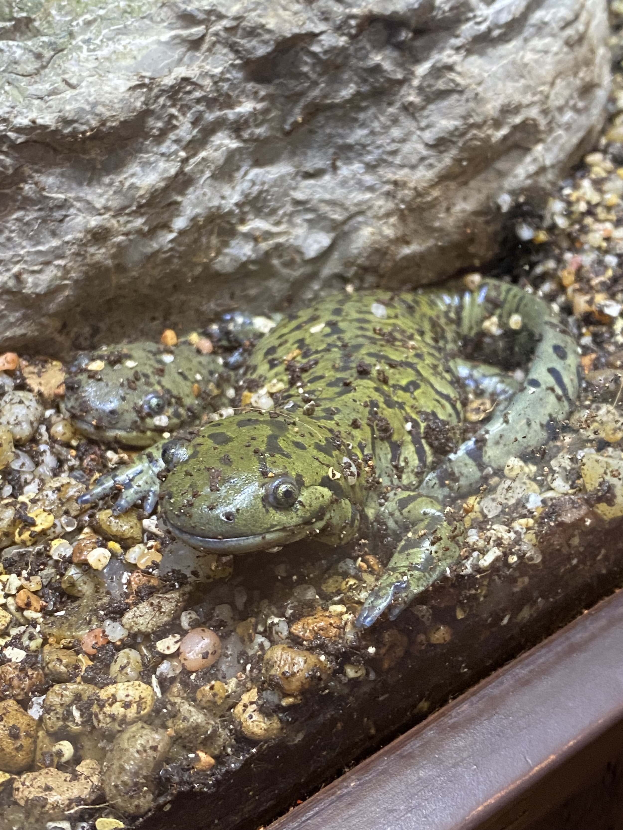 Exhibit Gallery — Medicine Park Aquarium & Natural Sciences Center
