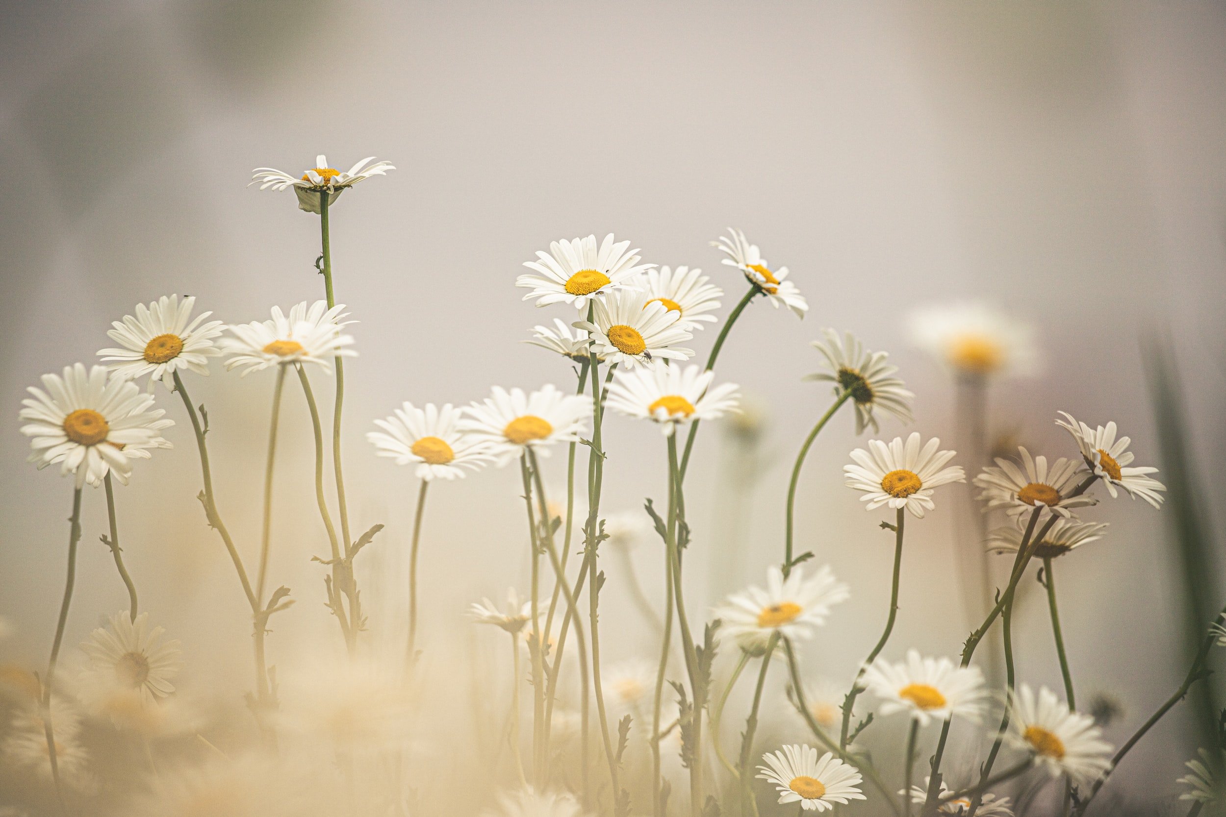 Gratitude Flower Activity For Your Family — Laura Linn Knight