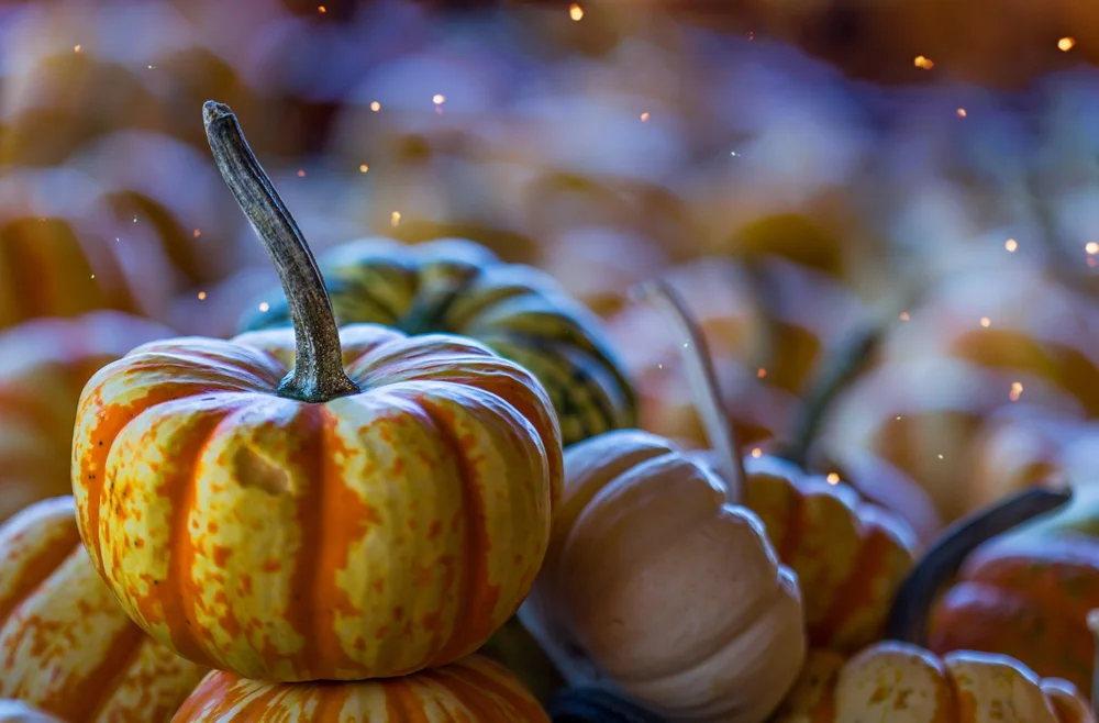 Pumpkin Breaths — Laura Linn Knight