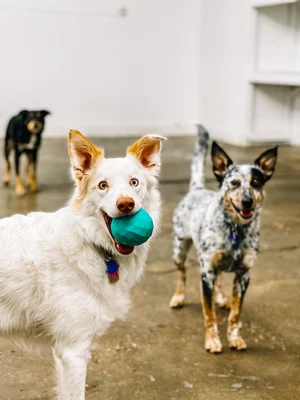 Animal House Day Care