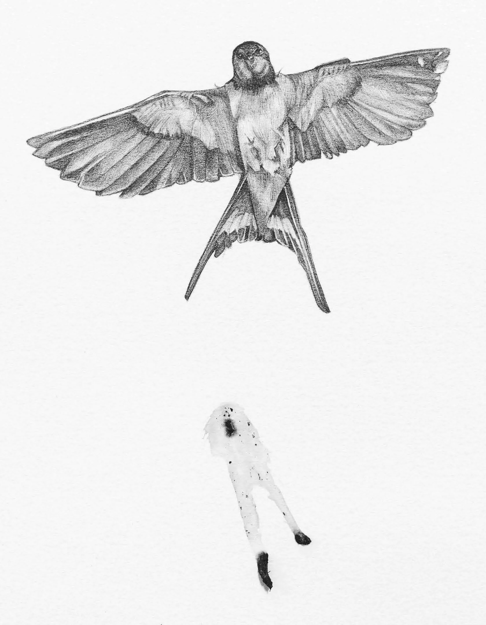 The Swallow 2 — Windows of the Soul