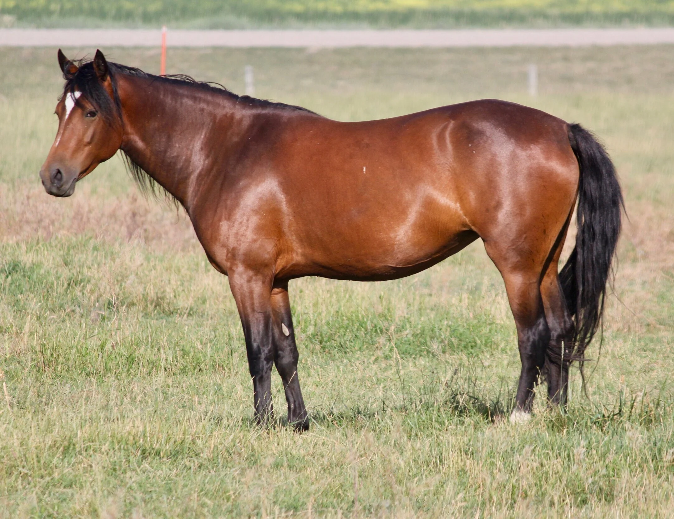 Mares — HorseWisdom Insights GUIDED BY EQUUS