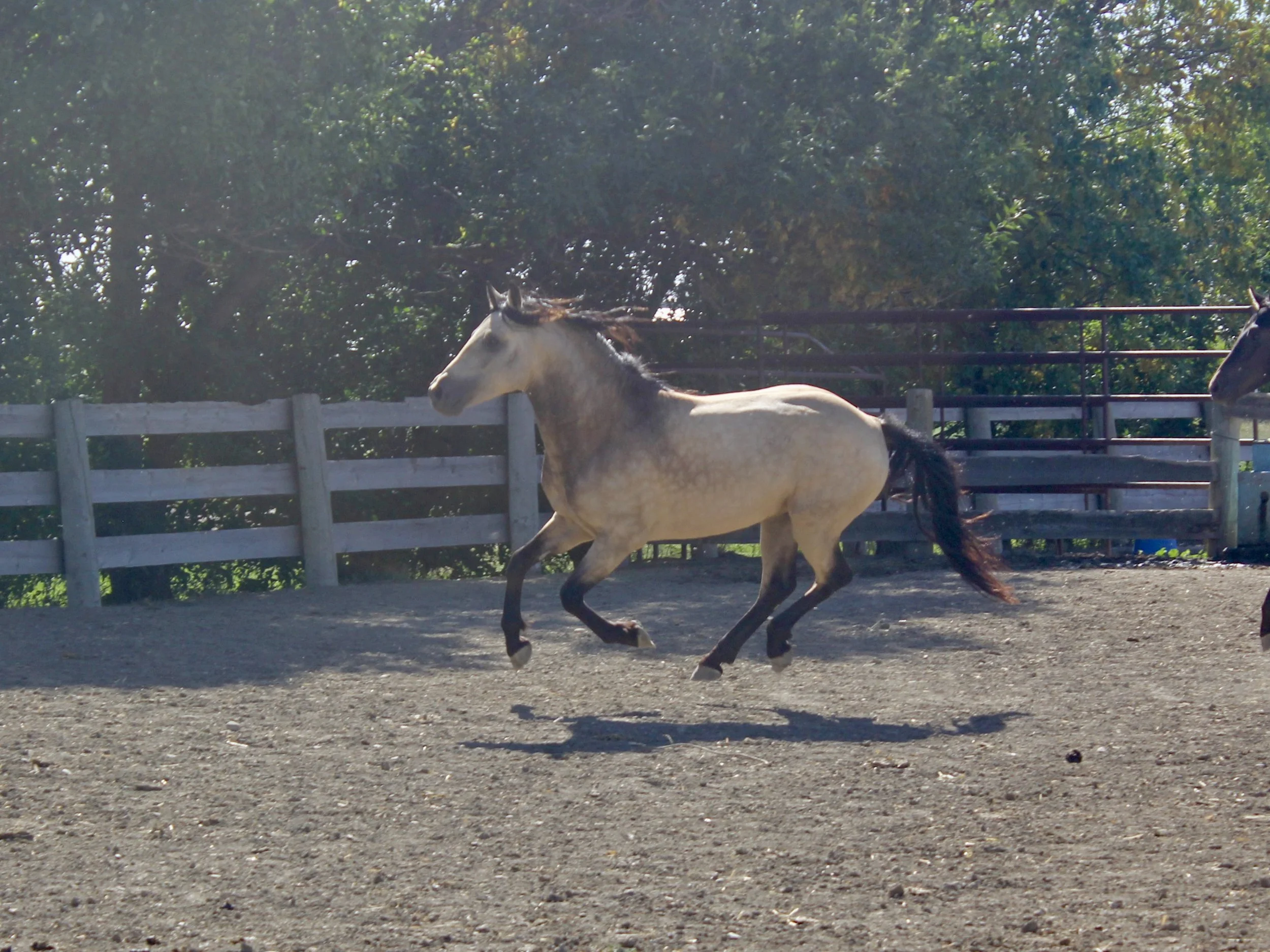 the foundation Morgan stallions of Butte Morgans Guided by Equus ...