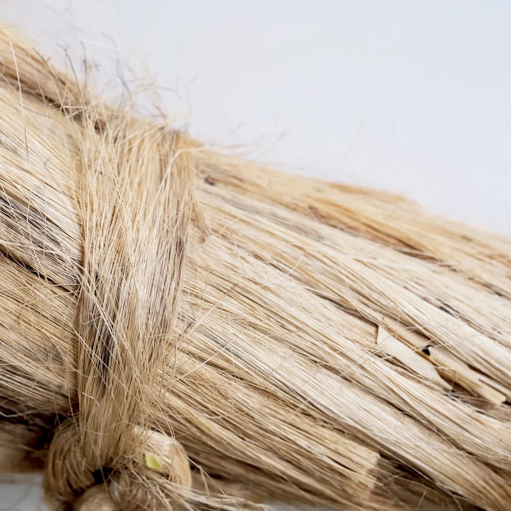 Date Palm — Phytophilia