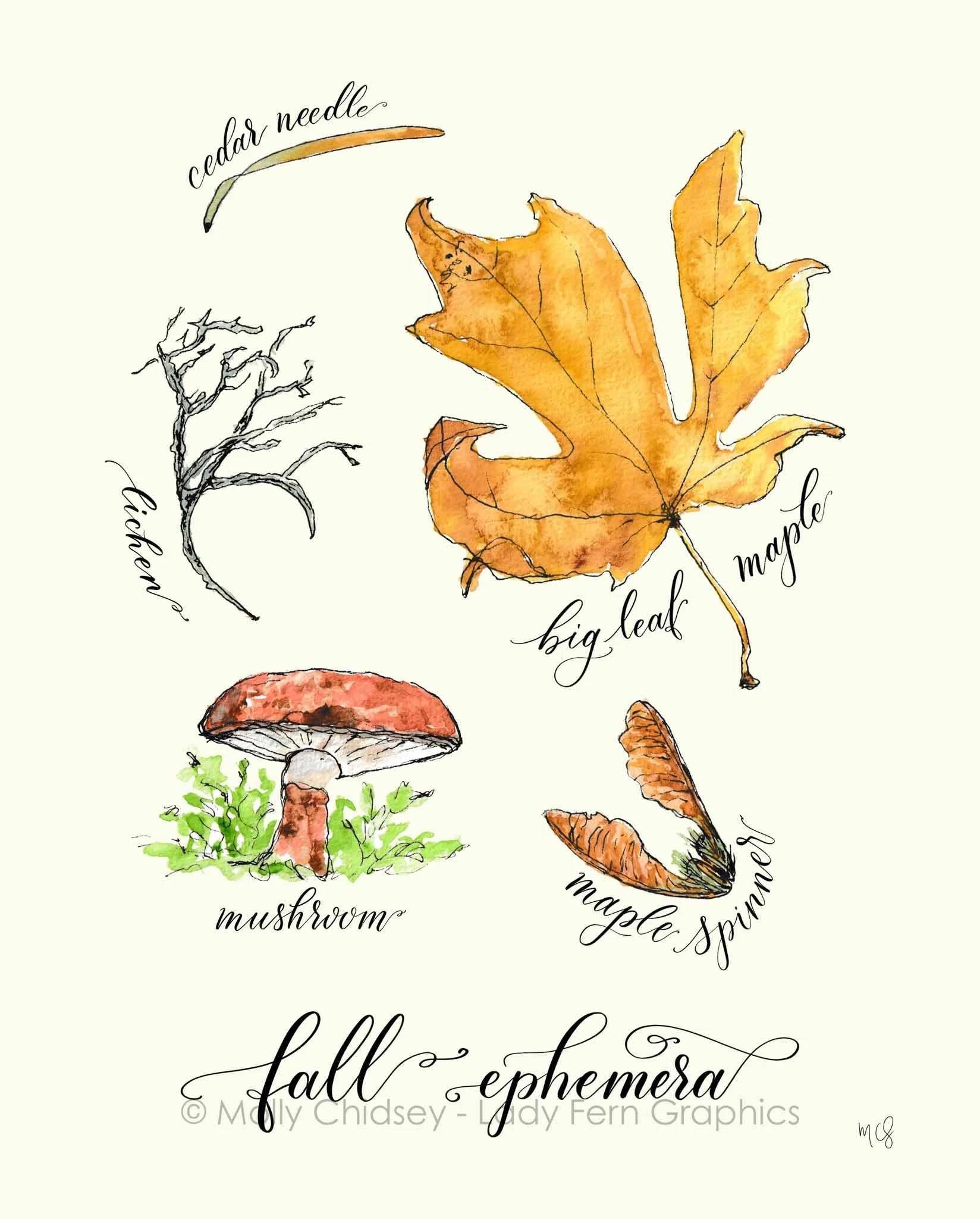 Pacific Ninebark botanical illustration print — Molly Chidsey Art & Illustration - Lady Fern ...