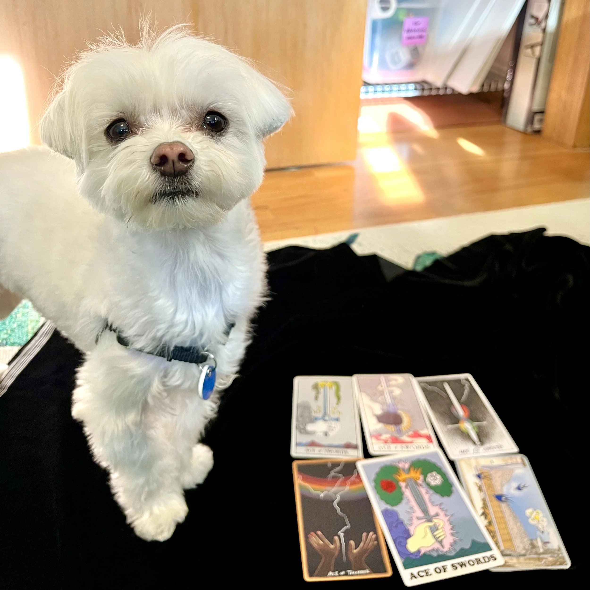 Ace of Swords Meaning & Illustration — Tarot of These Times indie art ...