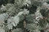 SoHo Trees | NYC Christmas Trees