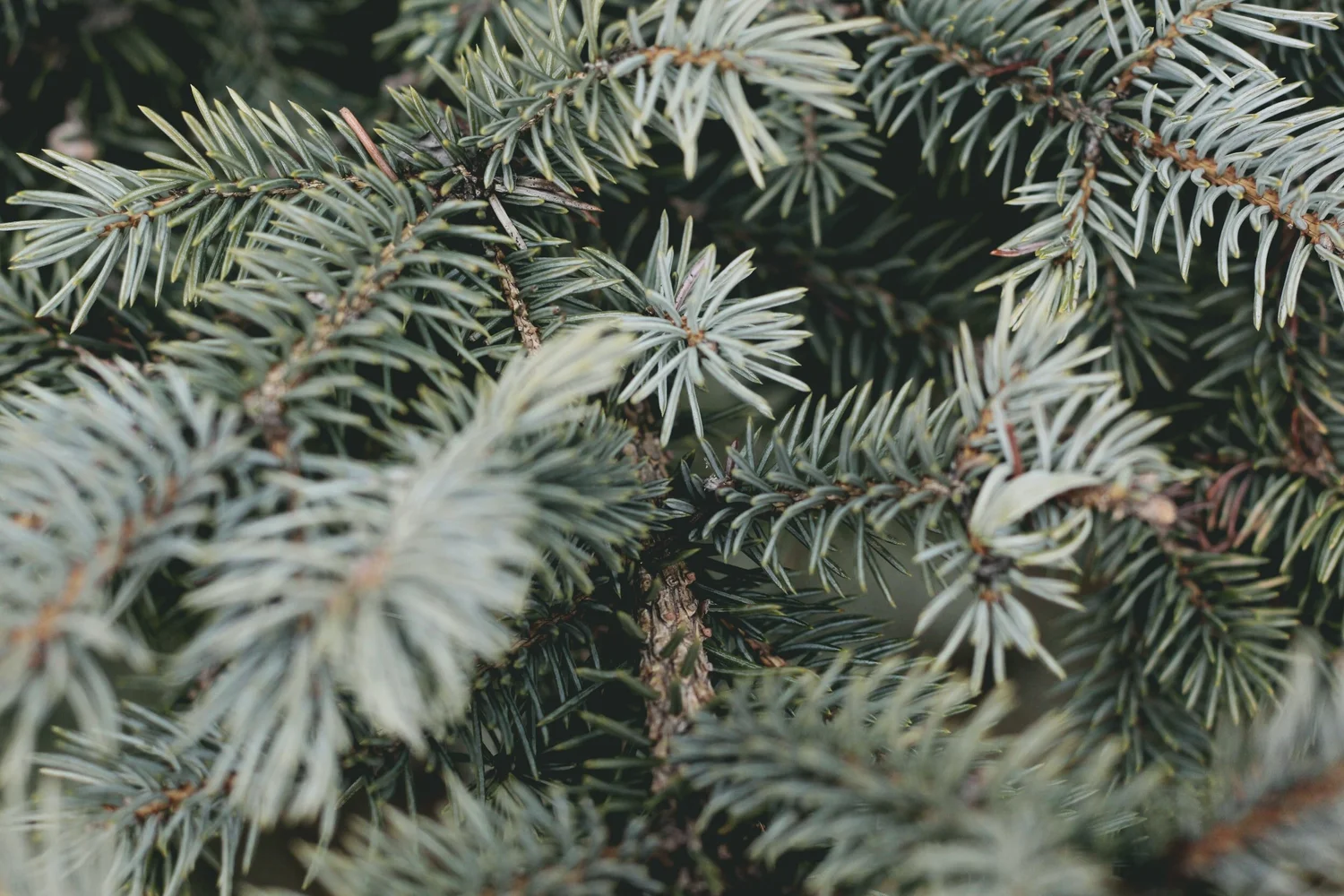 SoHo Trees | NYC Christmas Trees
