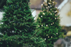 SoHo Trees | NYC Christmas Trees