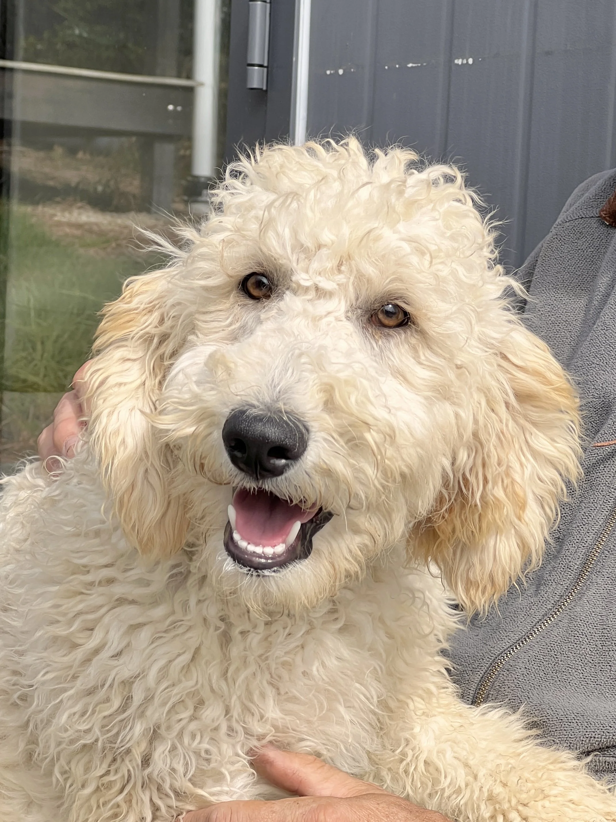 Available Guardian Dogs — Labradoodleland Auckland