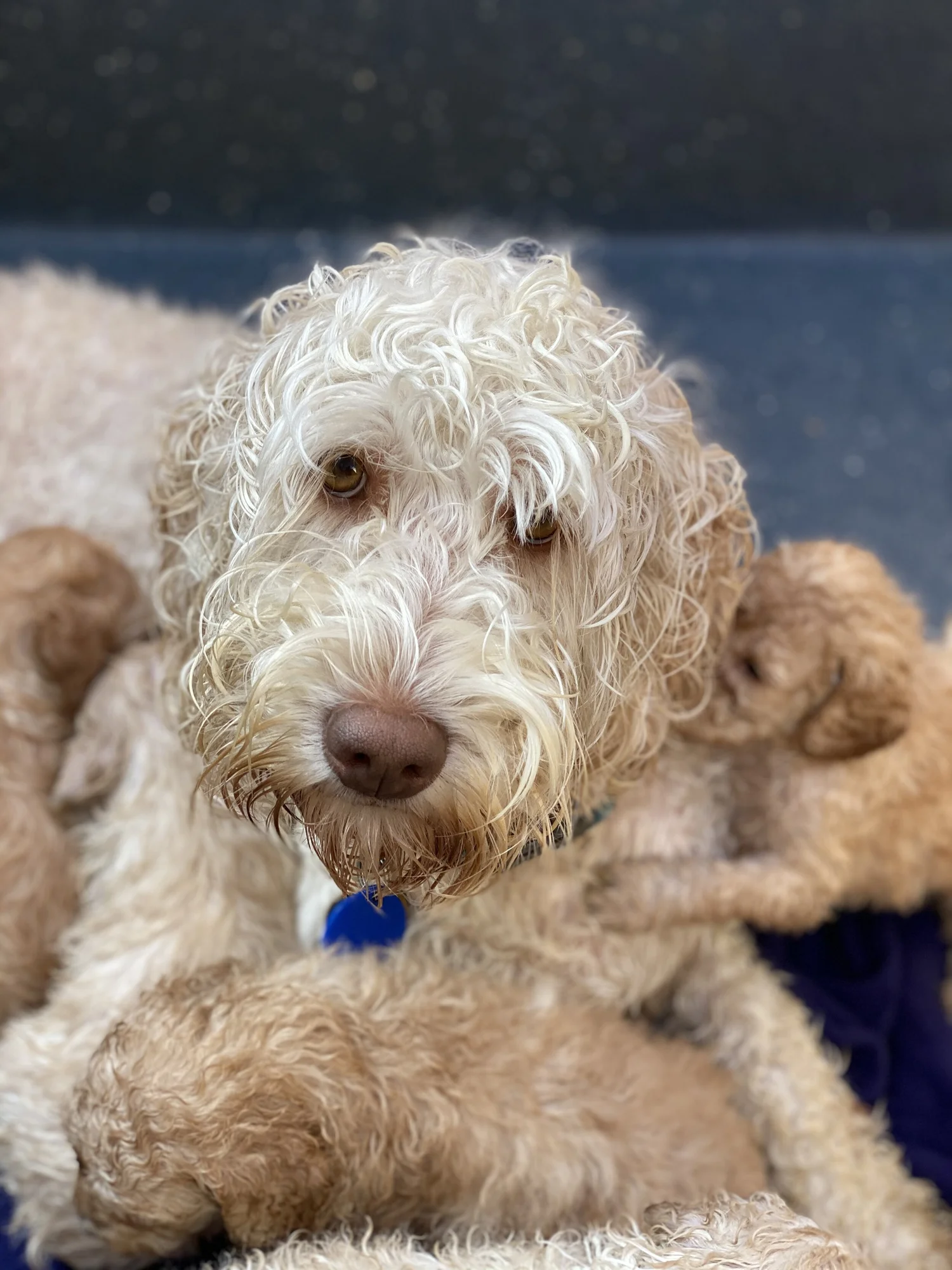 Do F2 Labradoodles Shed