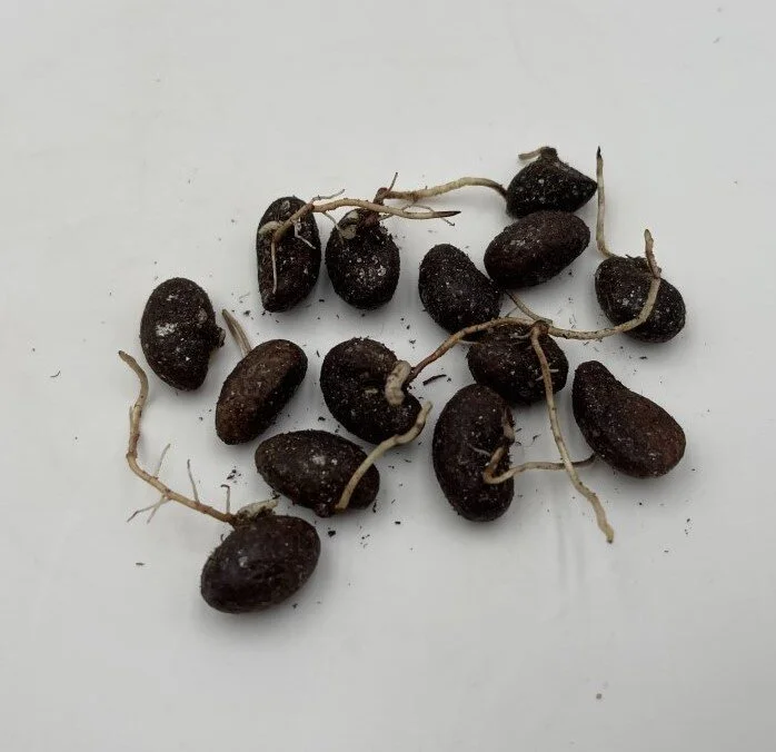 Rare & Unique Seeds & Plants | Bellamy Trees