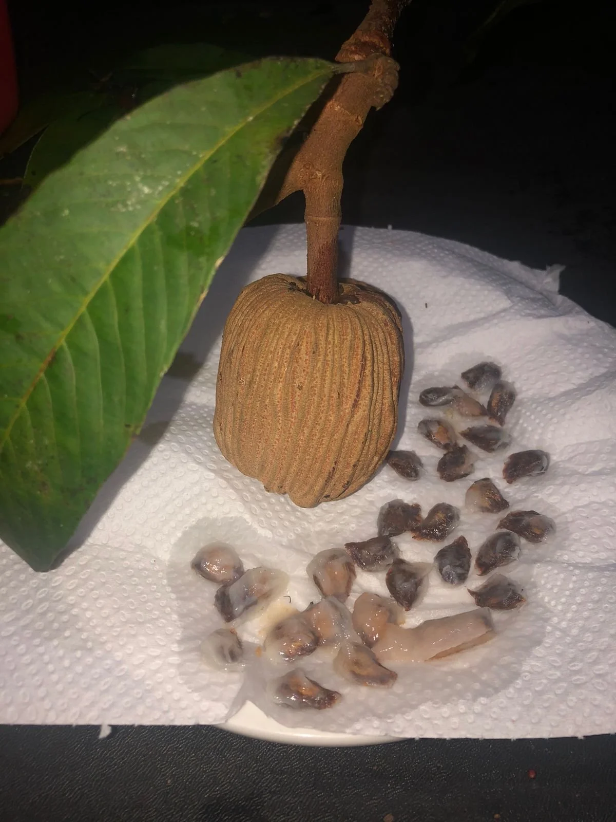 Lacunaria Jenmanii - Gizzard of Mutuum — Bellamy Trees