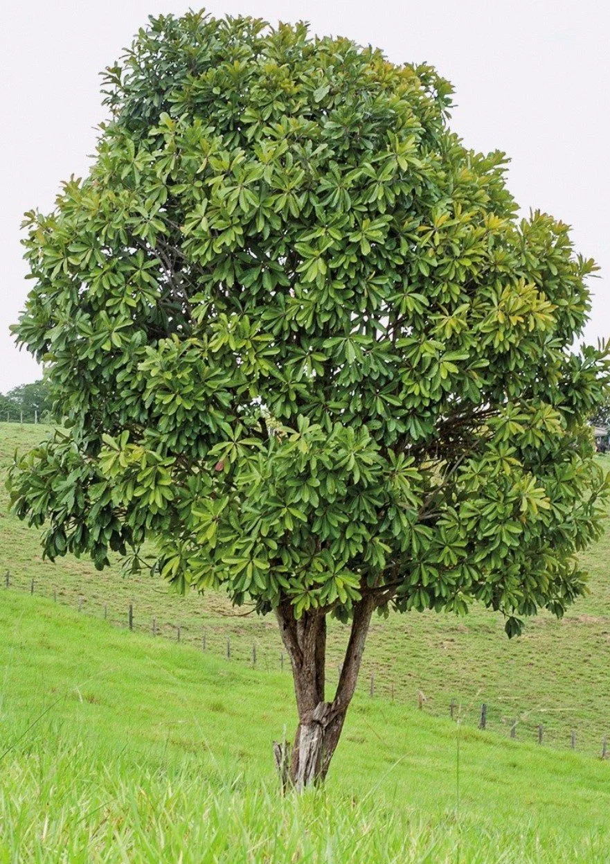 Seeds Shop — Bellamy Trees