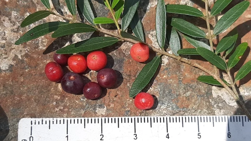 Myrciaria Delicatula - GERMINATED — Bellamy Trees