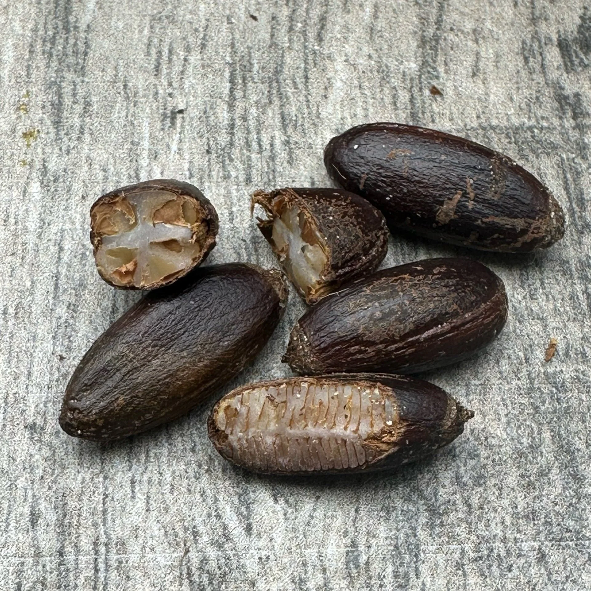 Annonaceae — Seeds Shop — Bellamy Trees