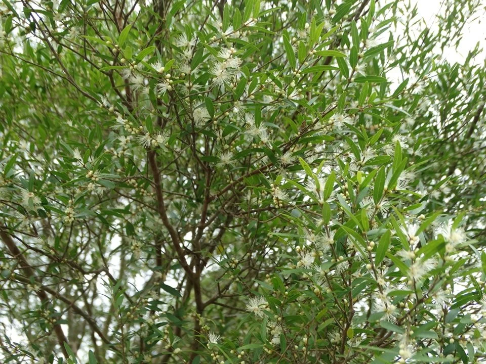Myrciaria Delicatula - GERMINATED — Bellamy Trees