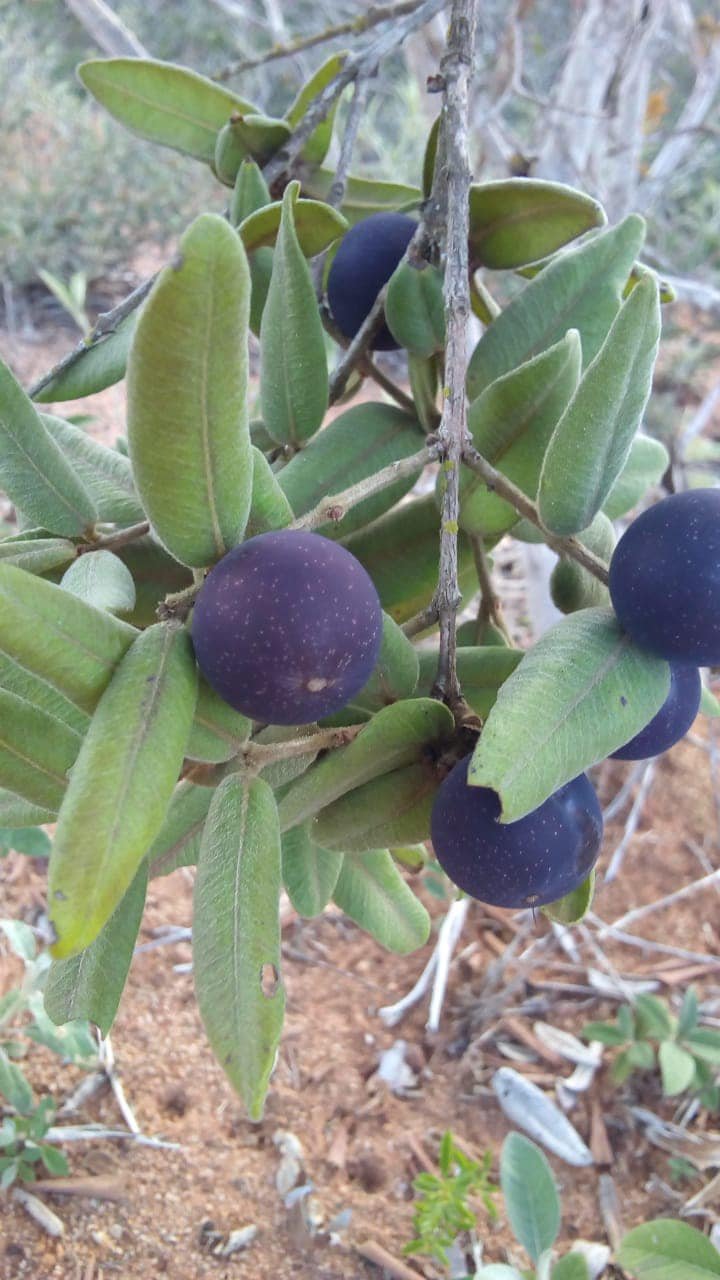 Seeds Shop — Bellamy Trees