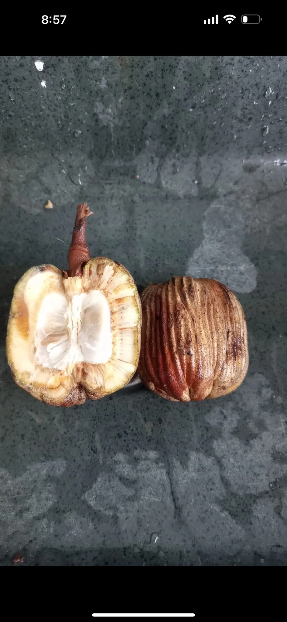 Lacunaria Jenmanii - Gizzard of Mutuum — Bellamy Trees