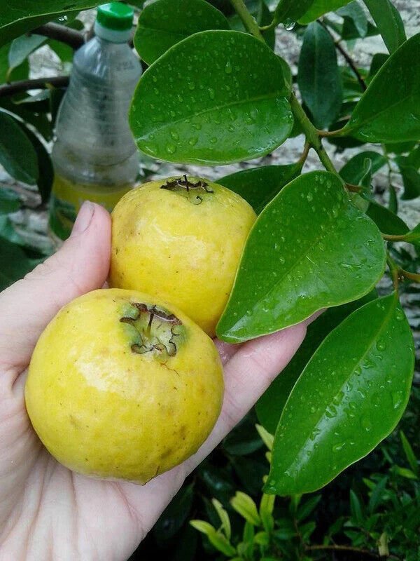 Psidium Robustum - Araza Grande — Bellamy Trees