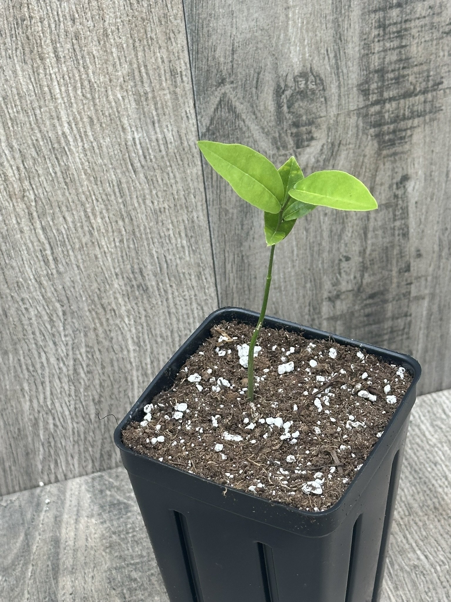 Plants — Bellamy Trees