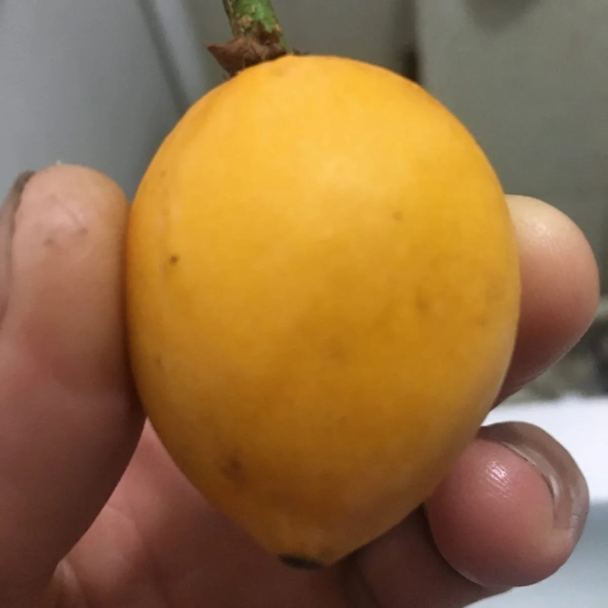Seeds Shop — Bellamy Trees