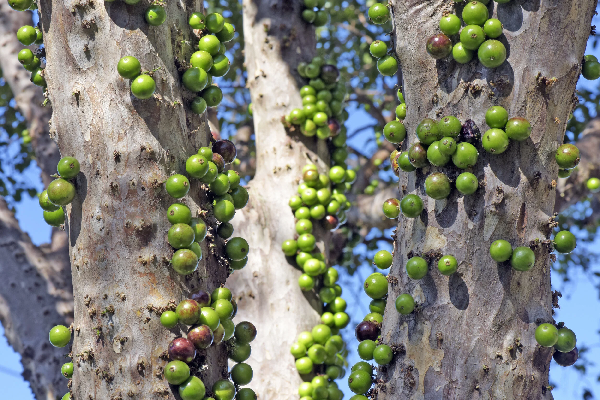 About — Bellamy Trees