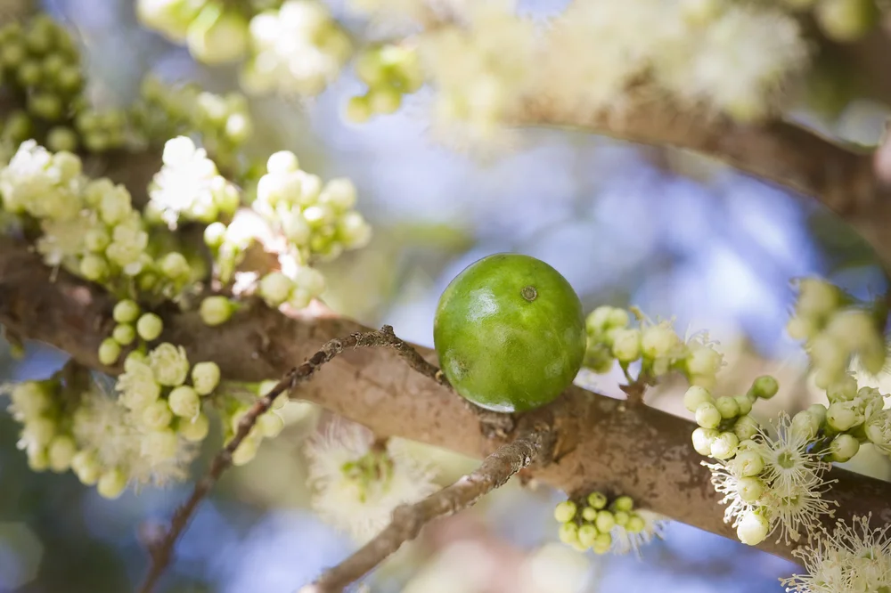 Sold Out Species — Bellamy Trees
