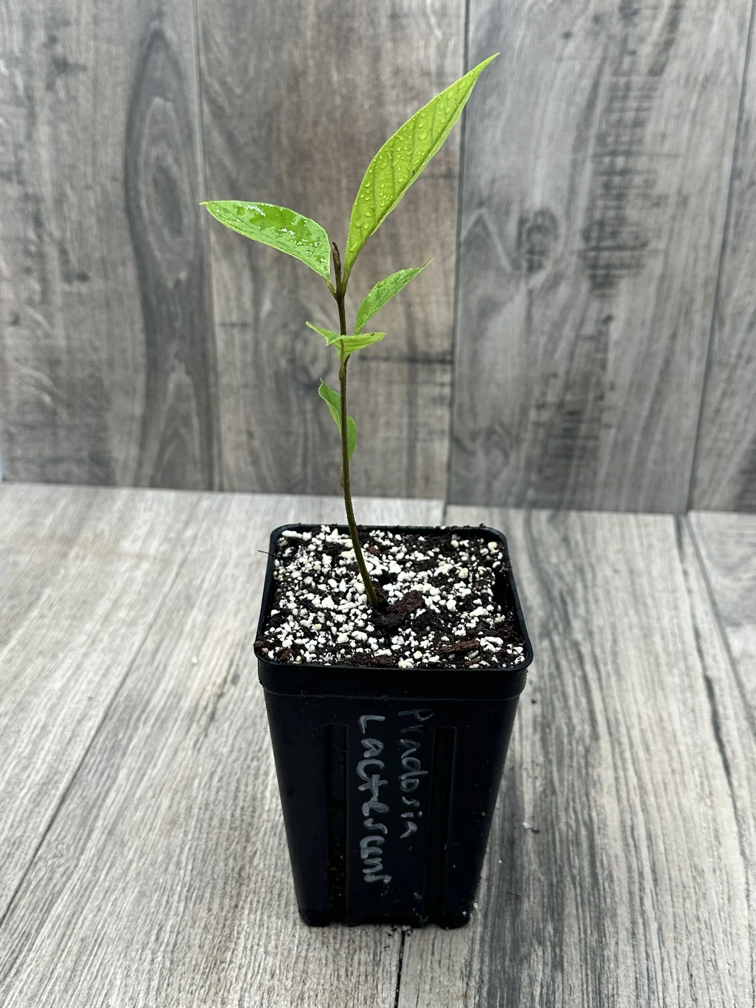 Plants — Bellamy Trees